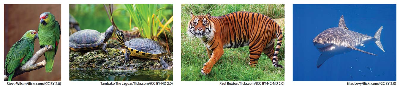 Day 3 [Week 13] [3 – 5 Years] – Purdue ELM