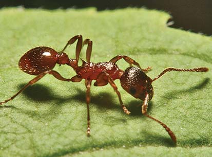 Day 2 [Week 14] [3 – 5 Years] – Purdue ELM