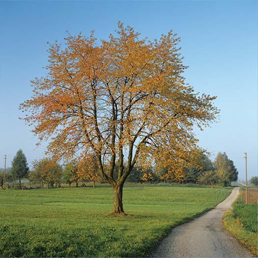 Day 3 [Week 40] [3 – 5 Years] – Purdue ELM