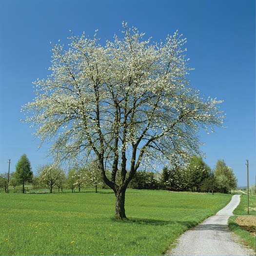 Day 1 [Week 40] [3 – 5 Years] – Purdue ELM