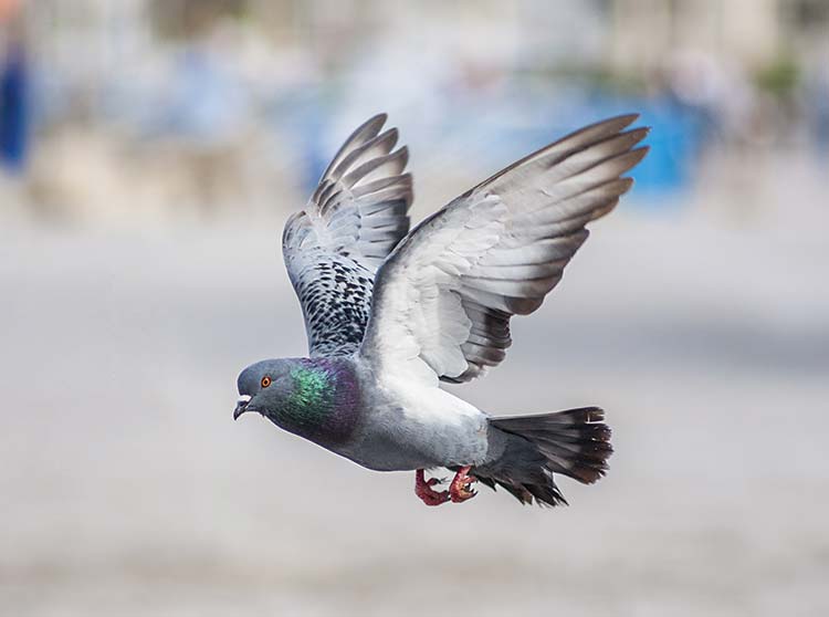 Moving Our Bodies [Block 12] [24-36 Months] – Purdue ELM