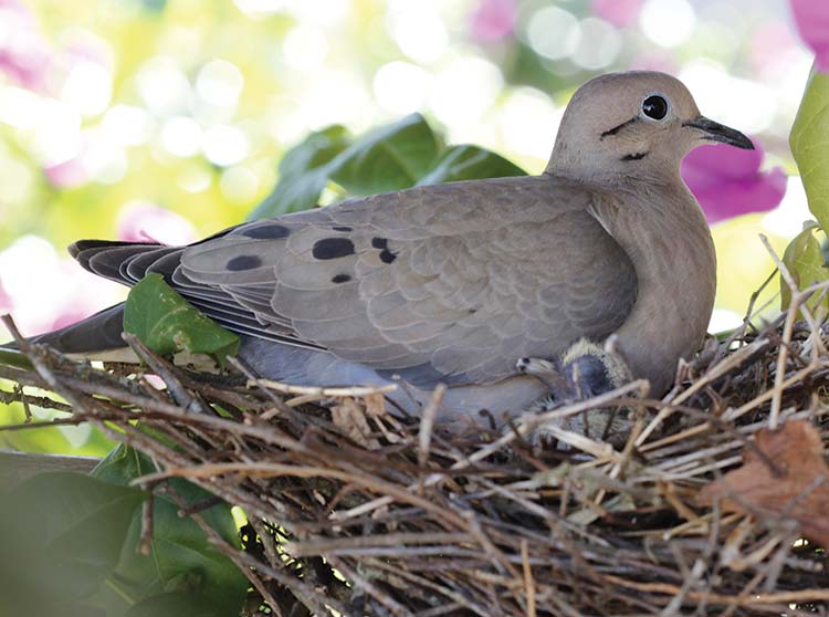 Moving Our Bodies [Block 12] [24-36 Months] – Purdue ELM