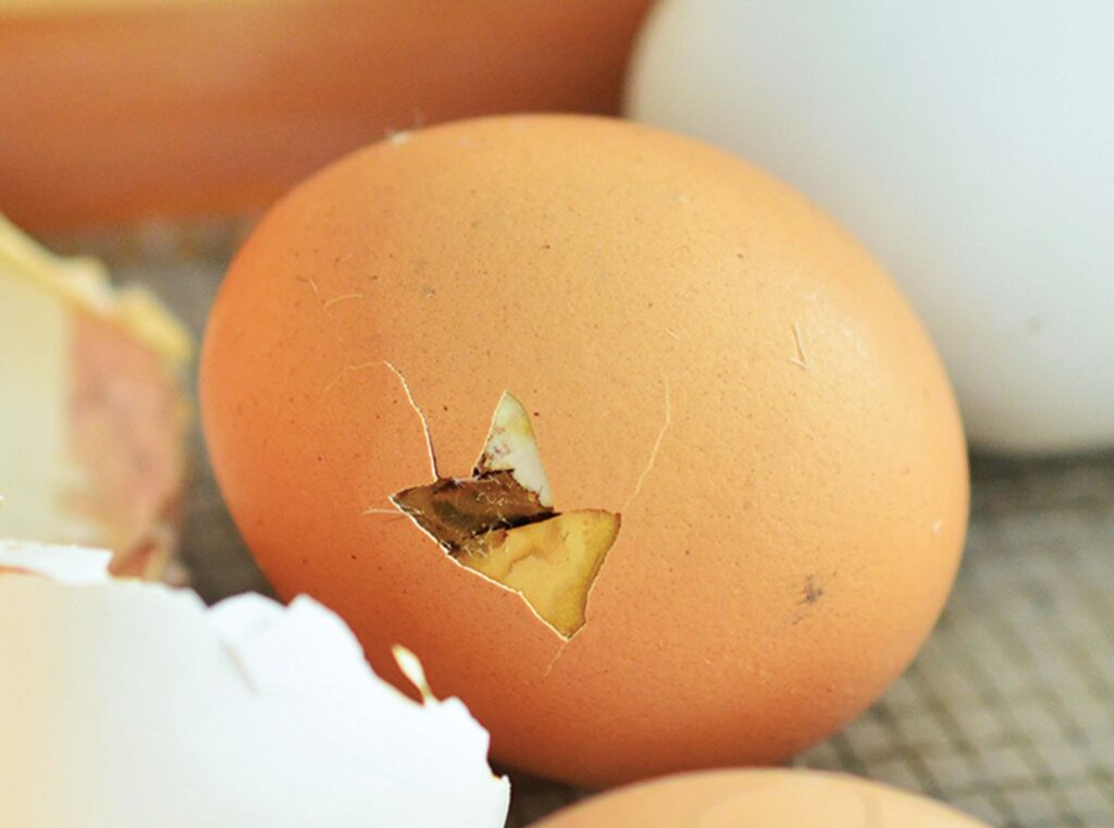 Exploring Words [Block 23] [24-36 Months] – Purdue ELM